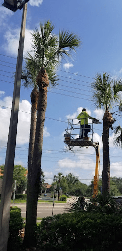 Arenas Lawn Mintenance and Service Landscaping Gallery