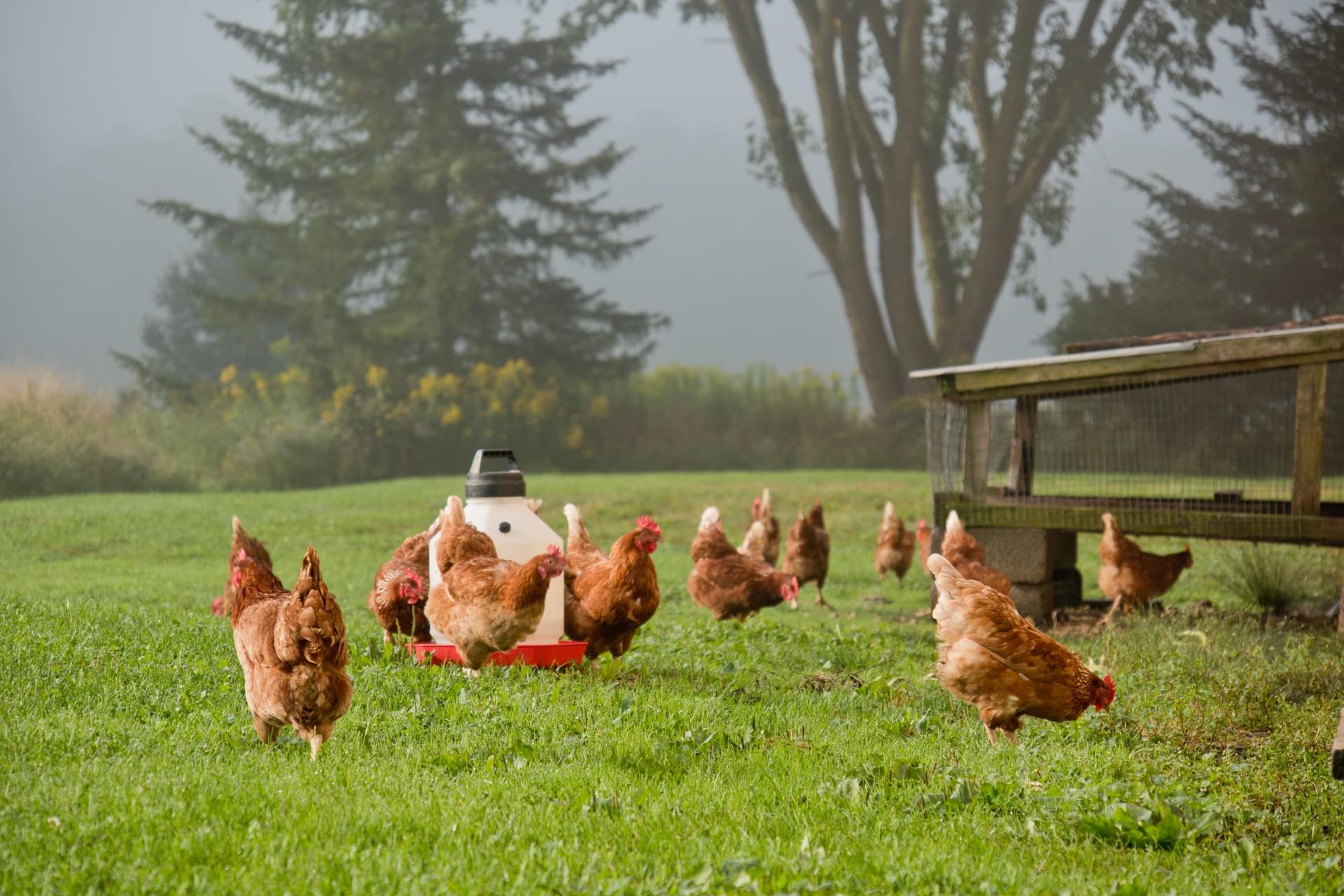 Rich Country Farmhouse