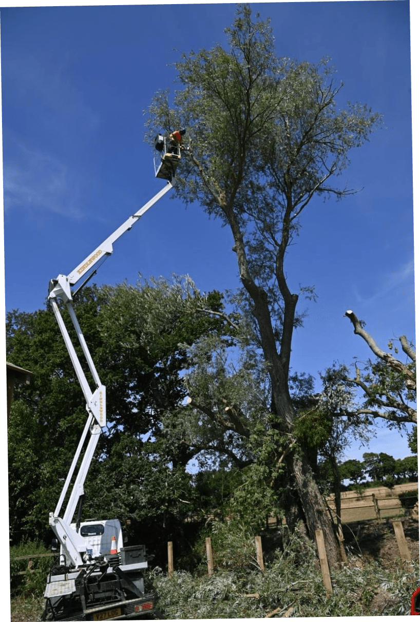 lightwoods tree surgery