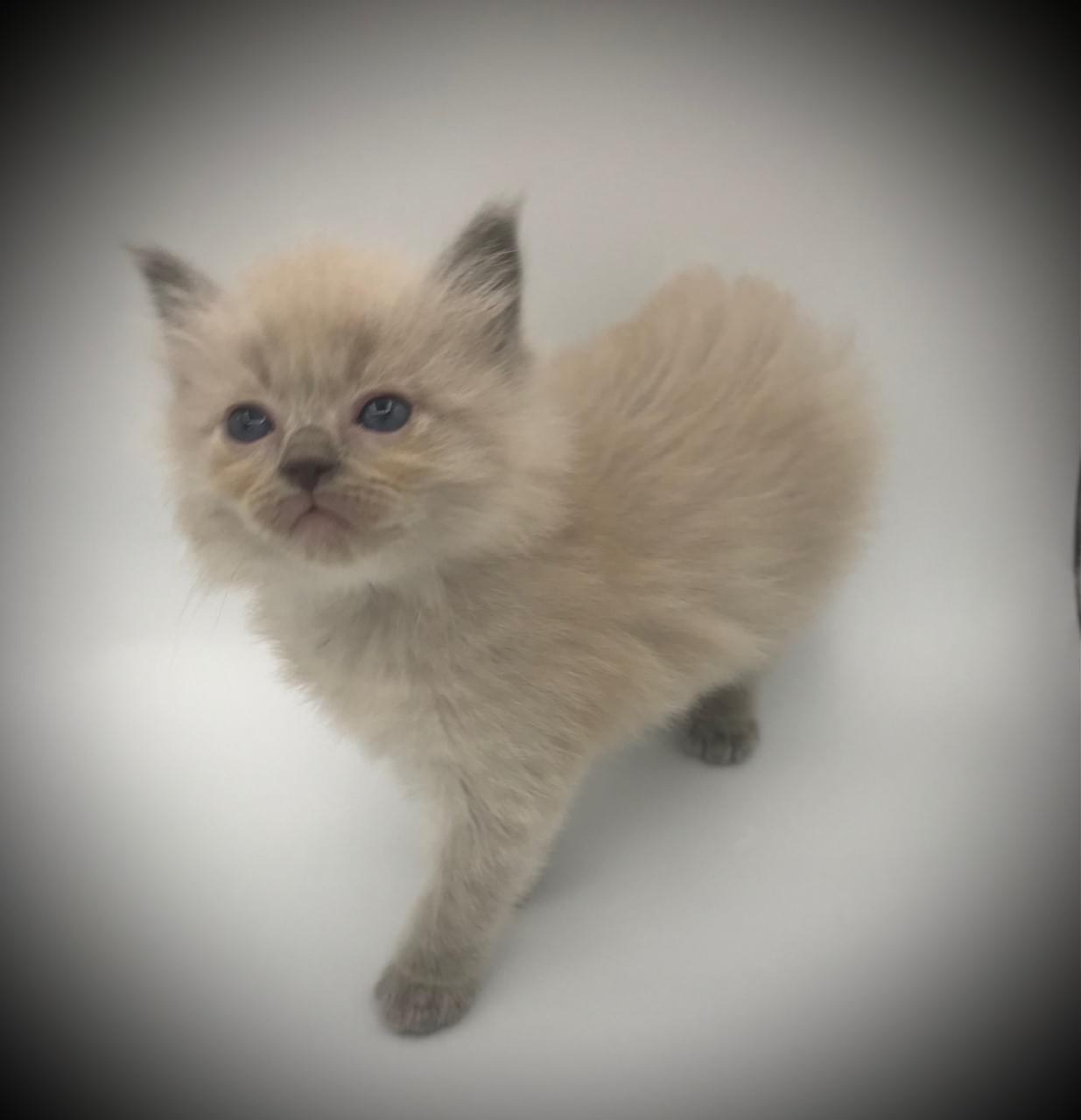 Available Kittens - True Blue Ragdoll Kittens