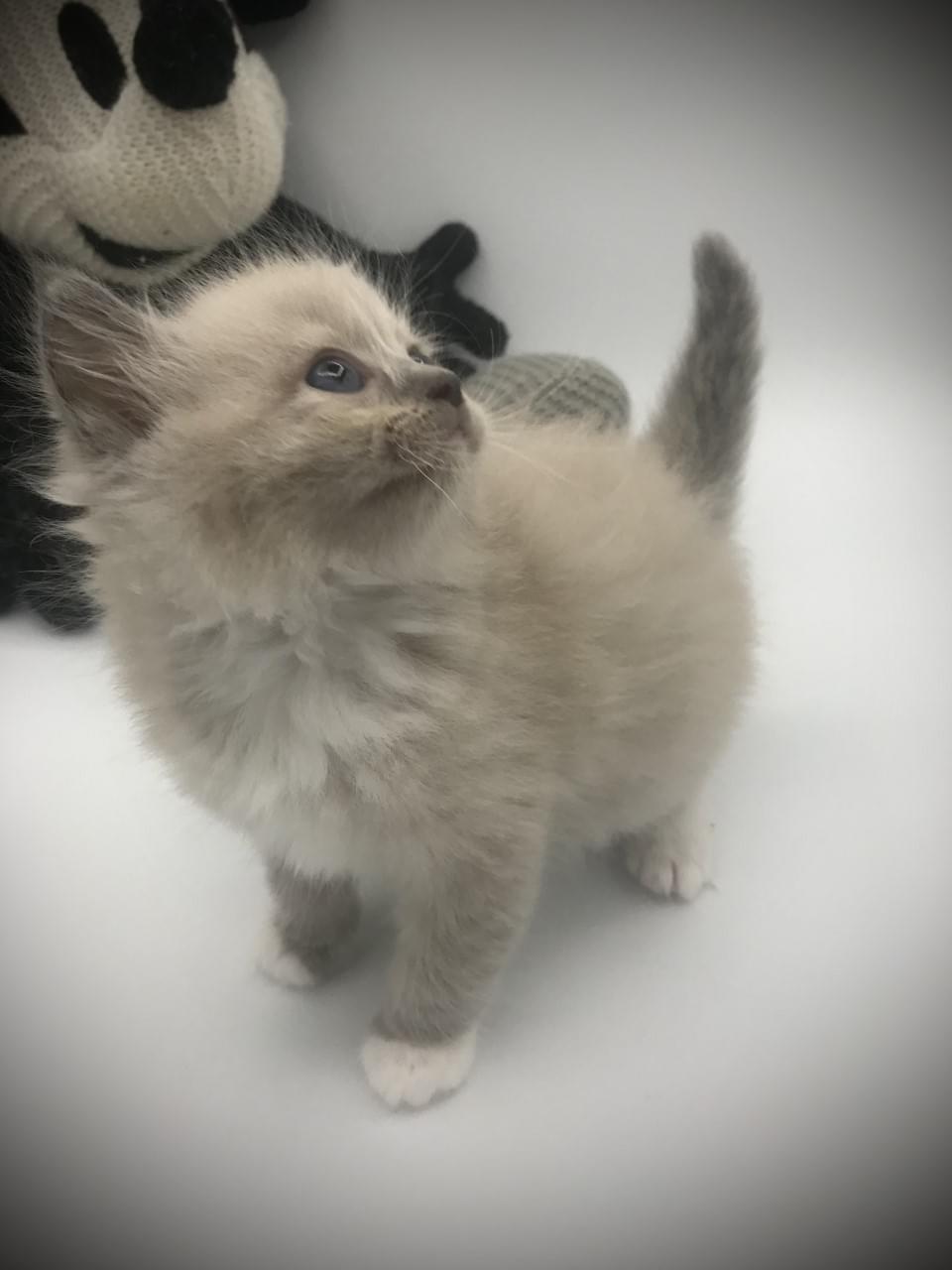 Available Kittens - True Blue Ragdoll Kittens