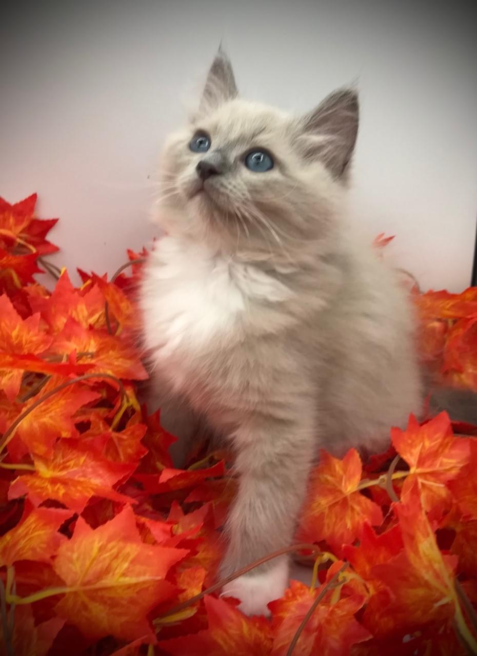 Available Kittens - True Blue Ragdoll Kittens