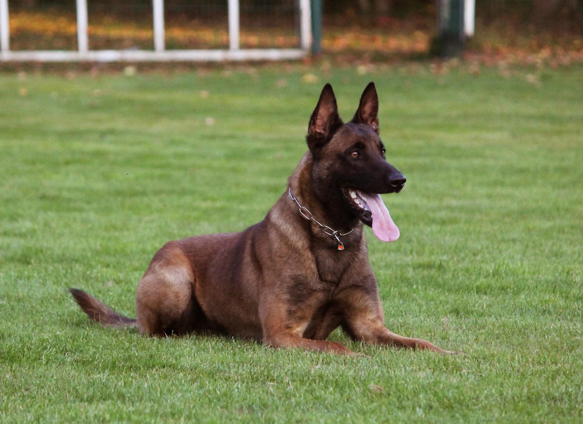 belgian malinois red coat
