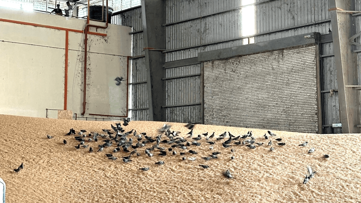 What Is a Bird Laser? Smart Bird Control with Green Laser