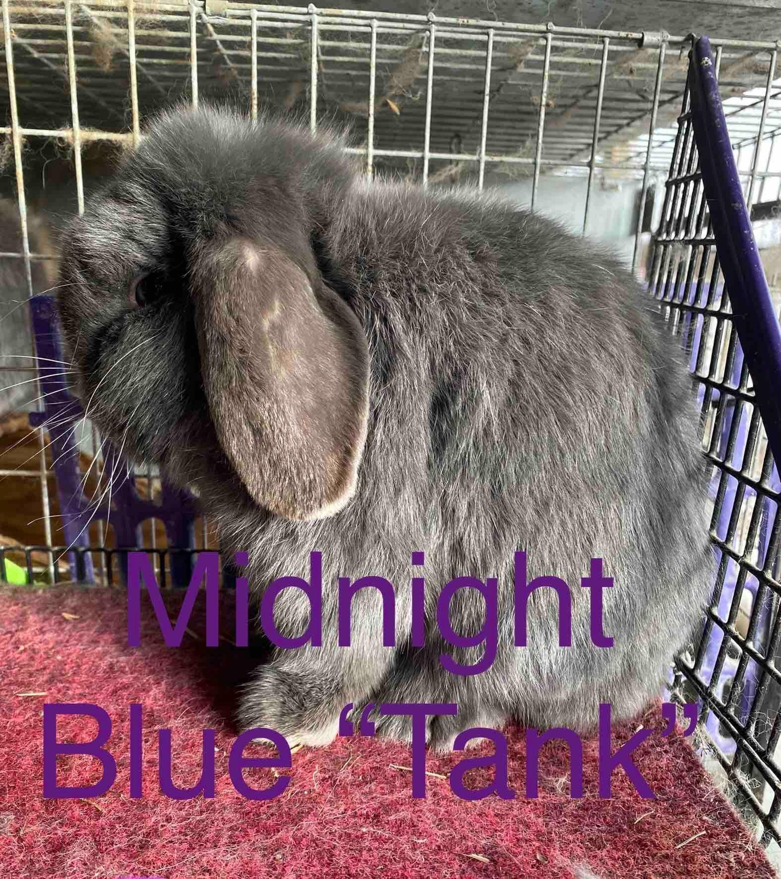 Double A Bunnies Rabbitry