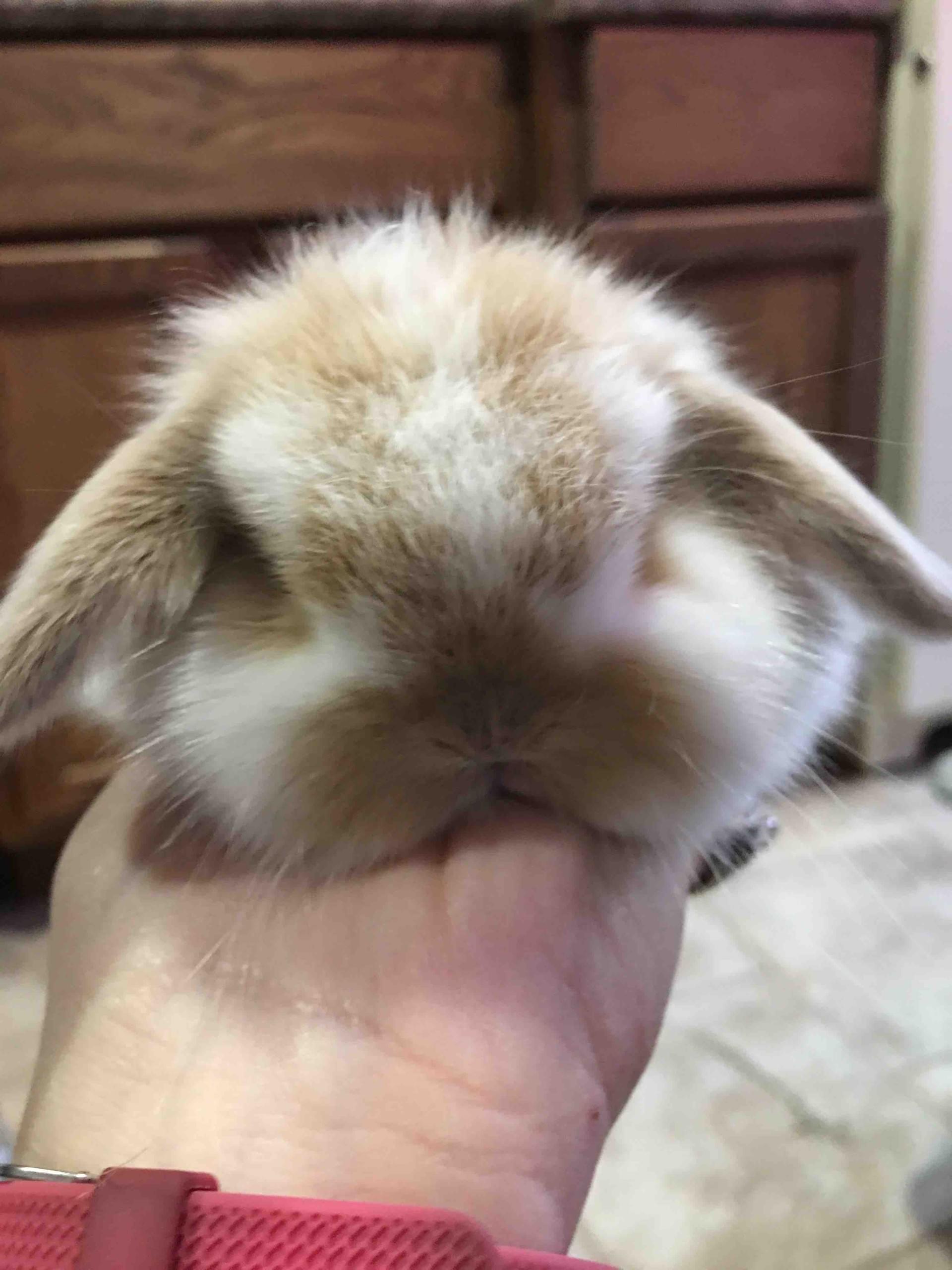 Double A Bunnies Rabbitry