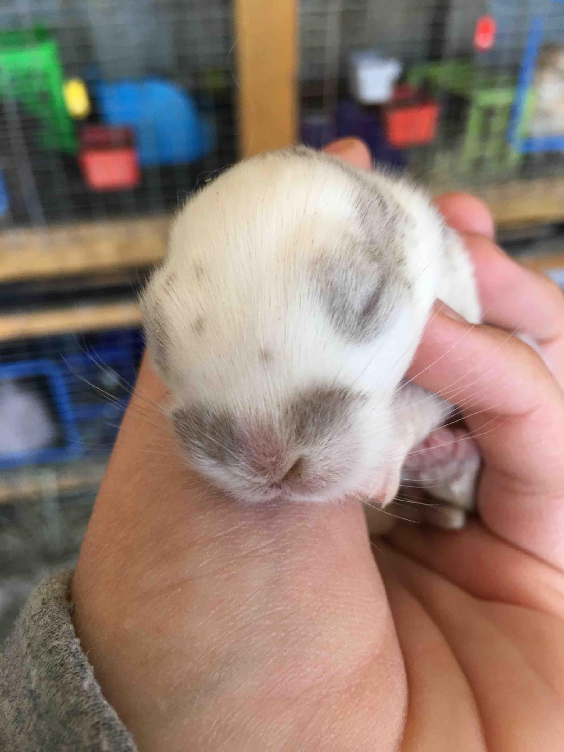 Double A Bunnies Rabbitry