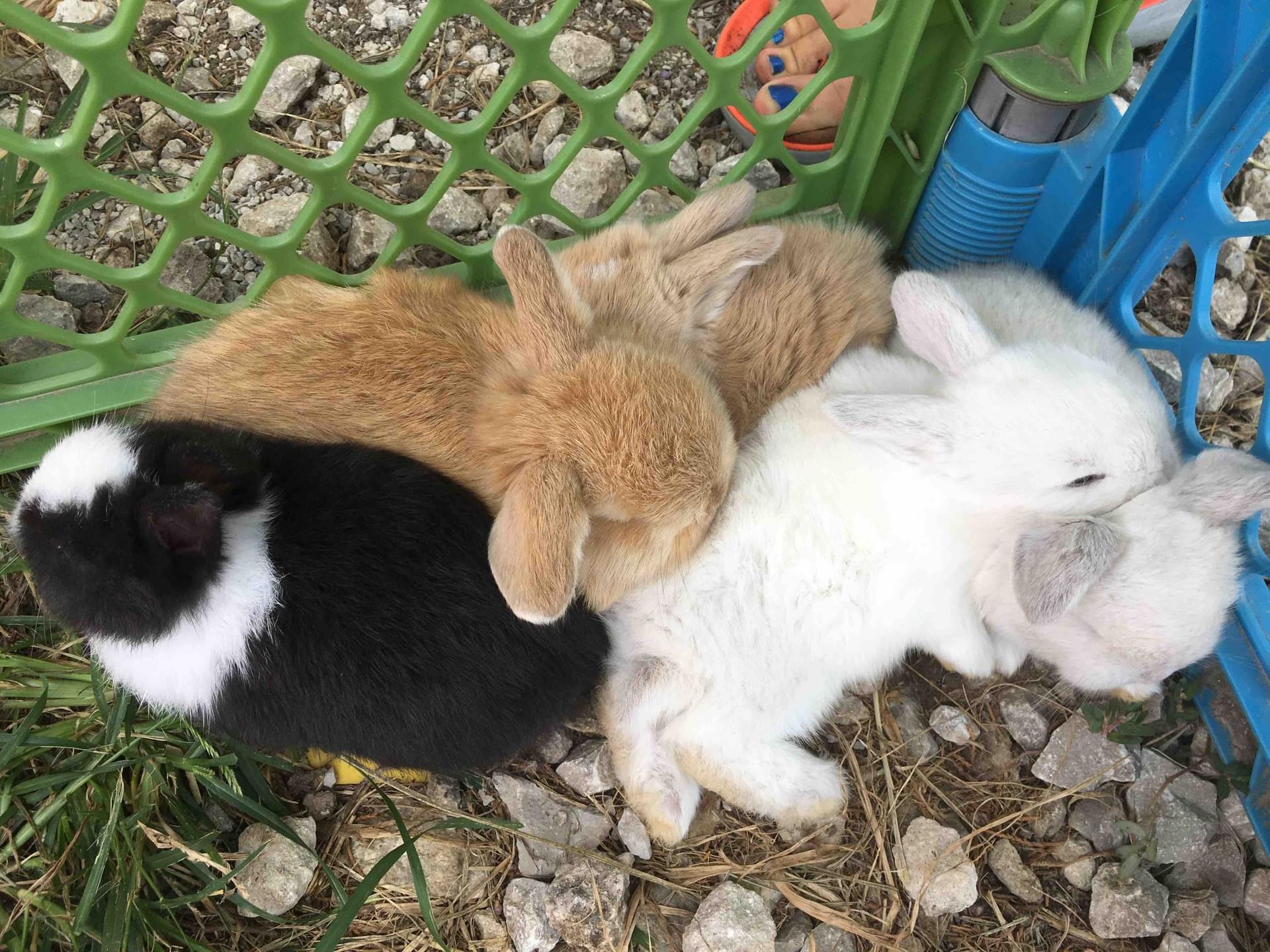 Double A Bunnies Rabbitry