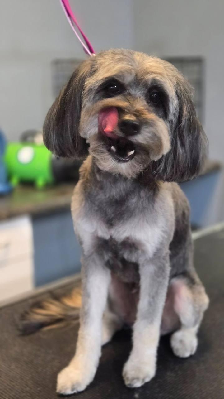 Gentle Dog Grooming in Cary. 🐶No Crates, No Stress