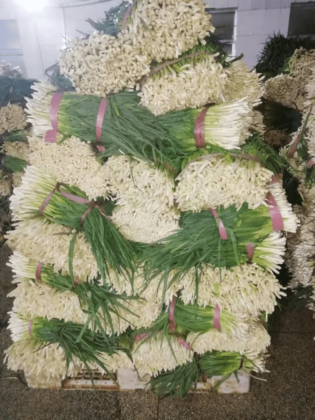 Wholesale IQF Frozen Spring Green Onion Scallion Supplier