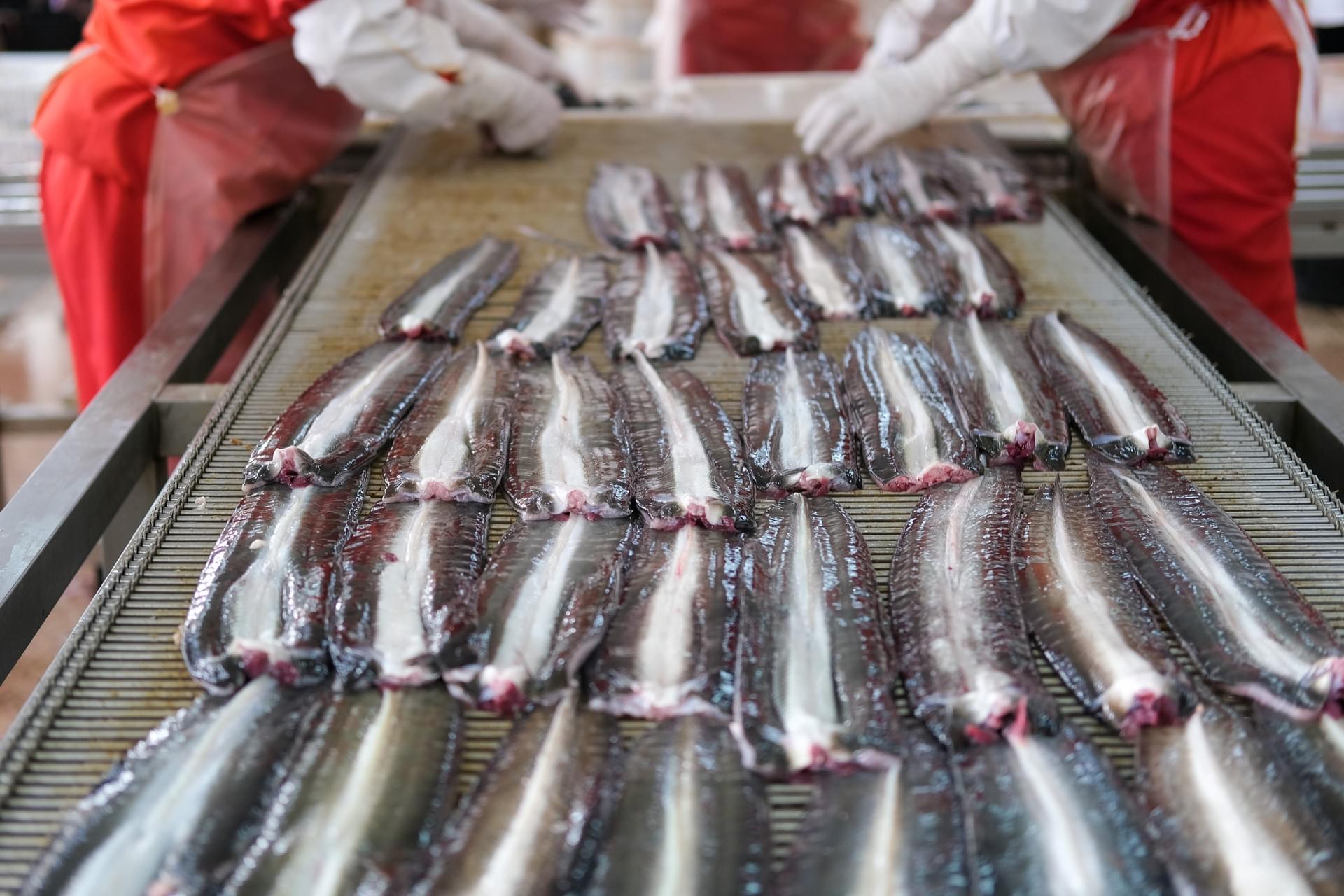 Halal Frozen Roasted Eel Unagi Kabayaki Supplier China