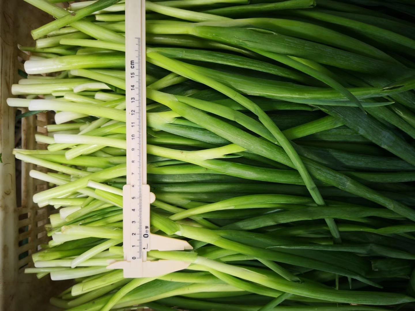 Wholesale IQF Frozen Spring Green Onion Scallion Supplier