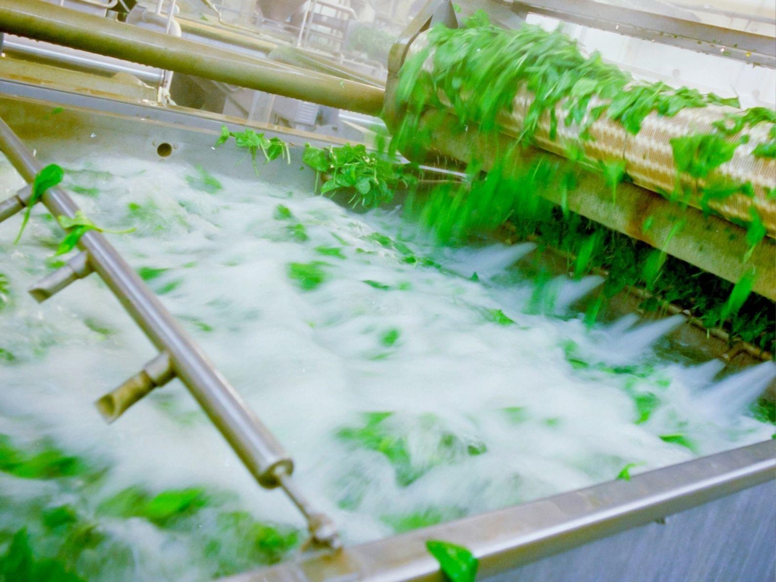 Wholesale IQF Frozen Spinach Supplier Exporter China
