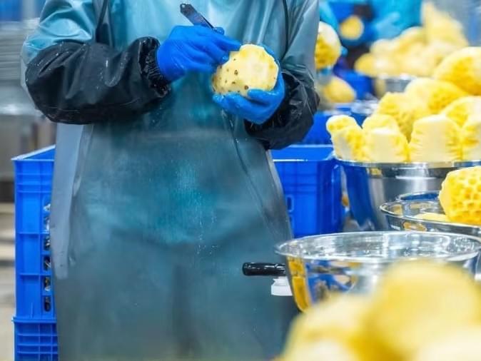 Bulk Supply IQF Frozen Pineapple - BRC, HALAL, KOSHER Certified