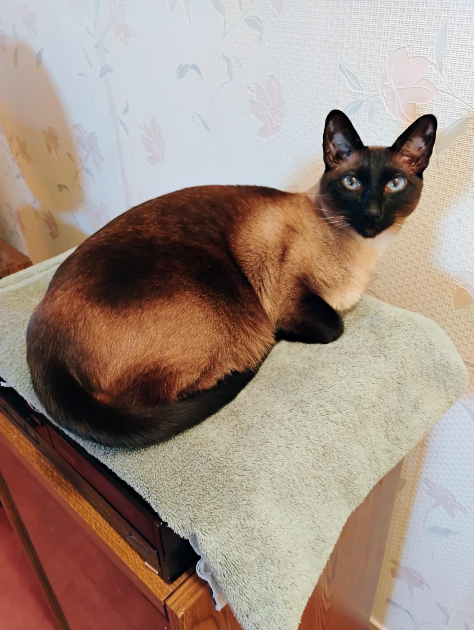 Classic Jewels Siamese