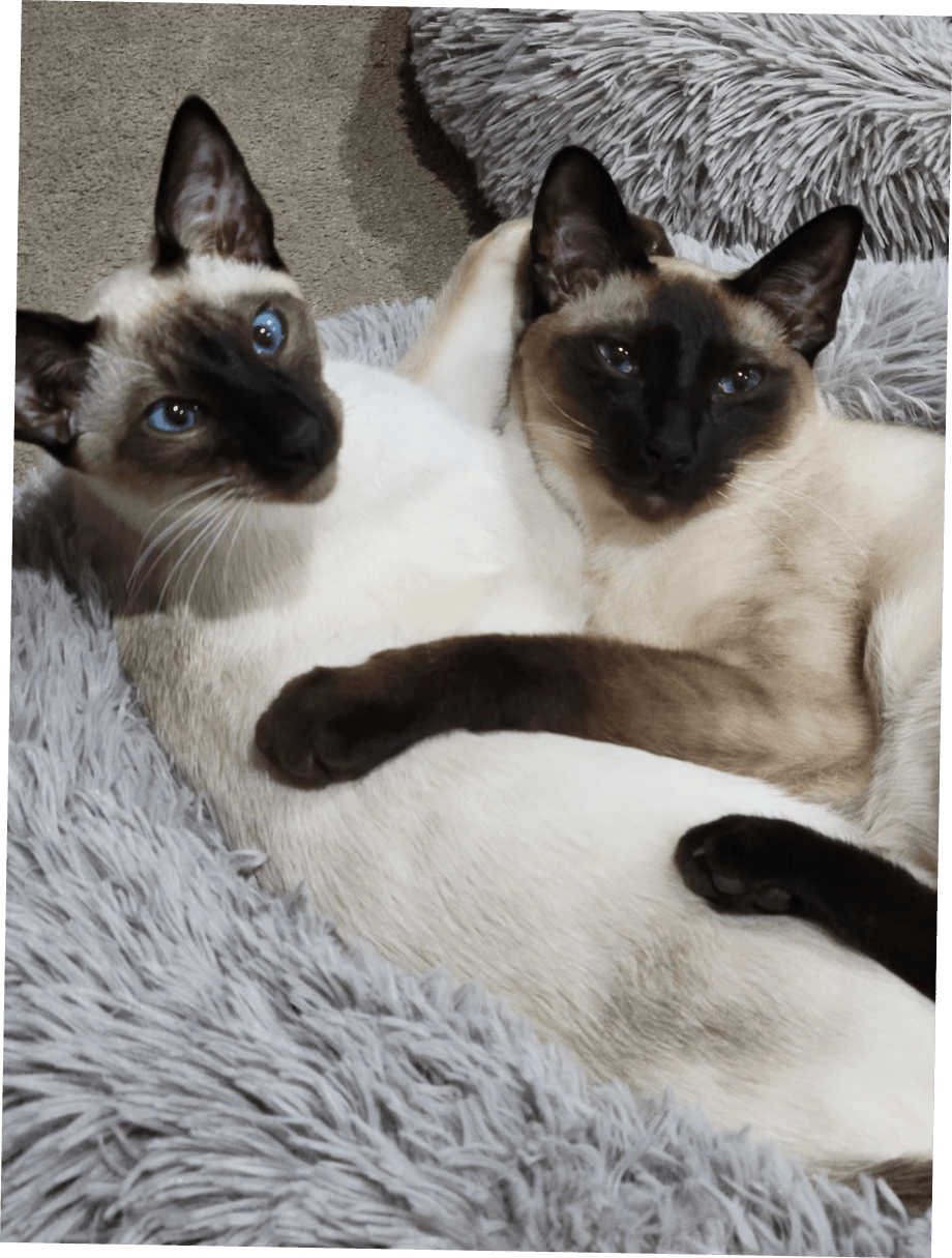 Classic Jewels Siamese
