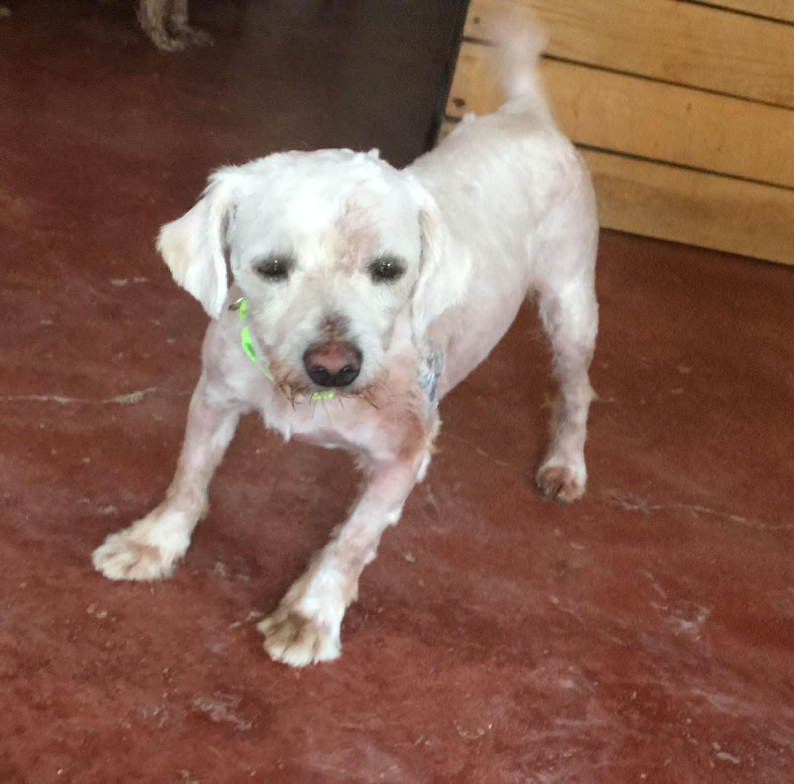 Dogs for Adoption Small - Salty Dog Rescue