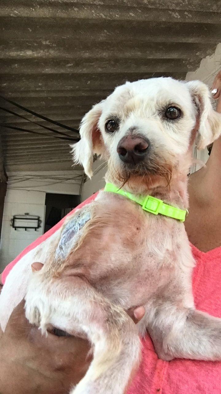 Dogs for Adoption Small - Salty Dog Rescue