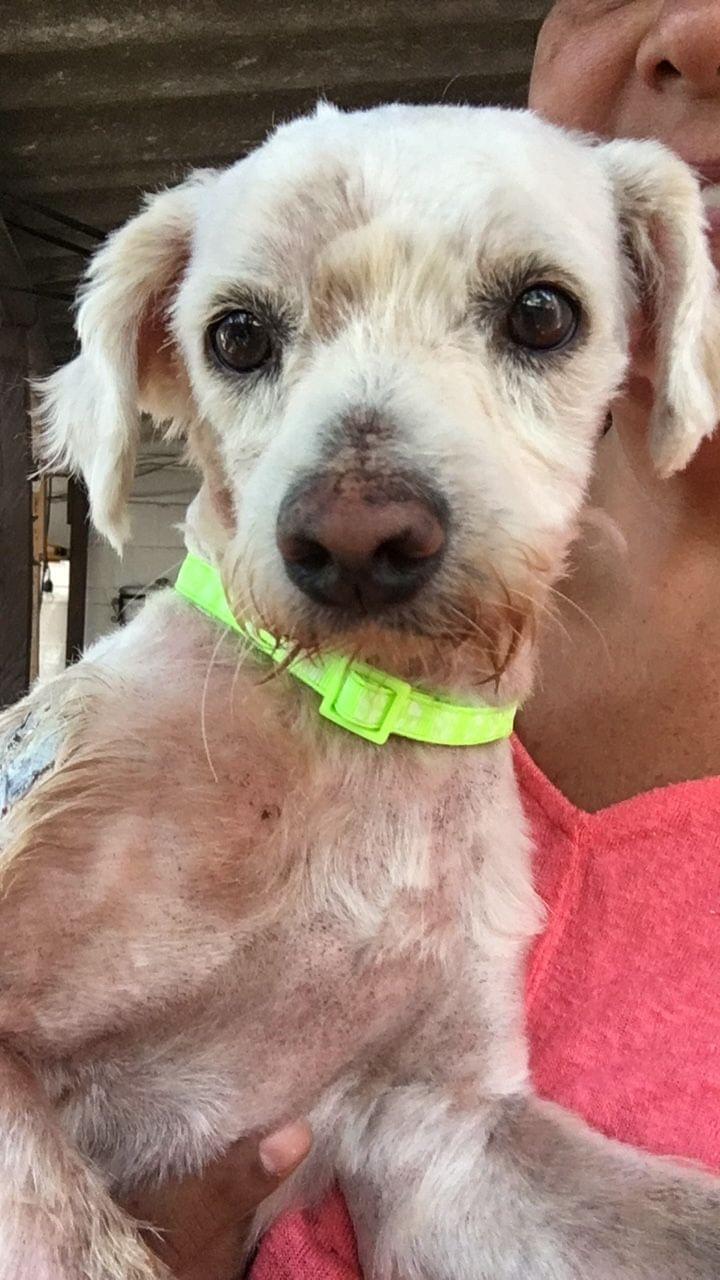 Dogs for Adoption Small - Salty Dog Rescue