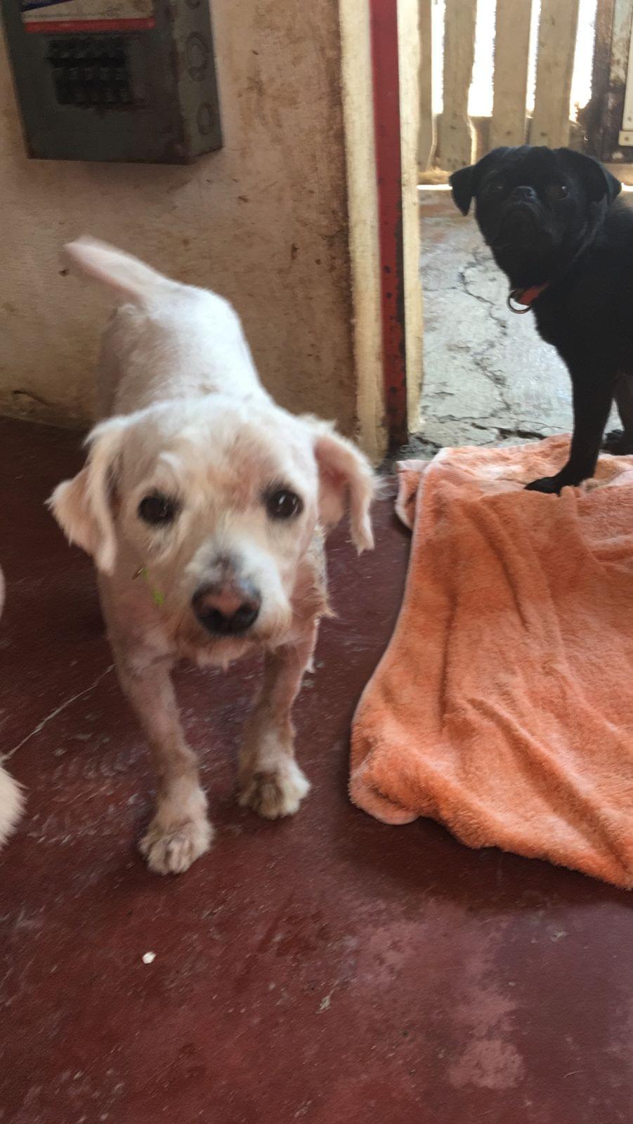 Dogs for Adoption Small - Salty Dog Rescue