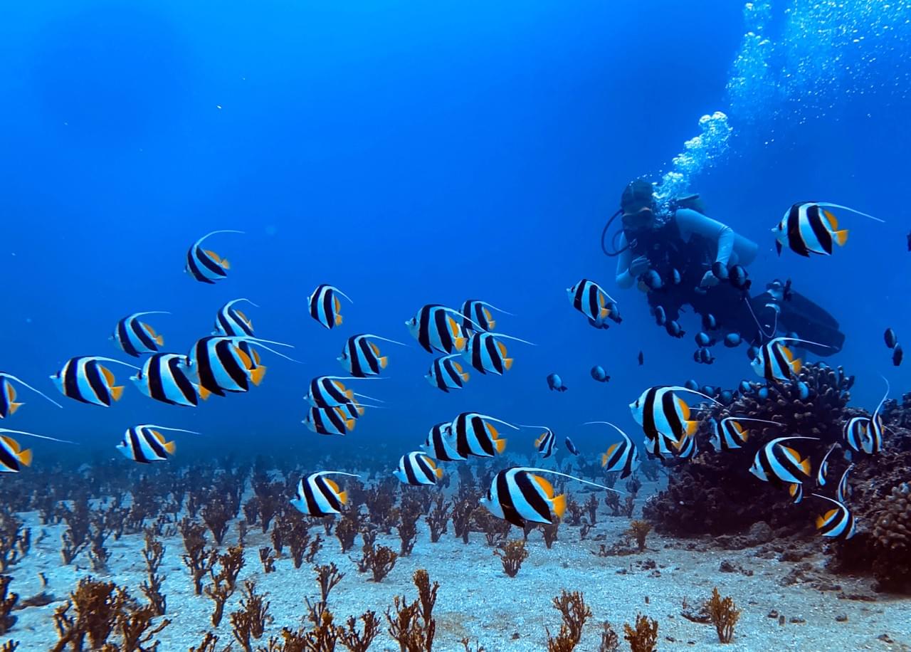 Blue Water Maui - Group and Private Snorkel, SCUBA, Whale Watch and ...