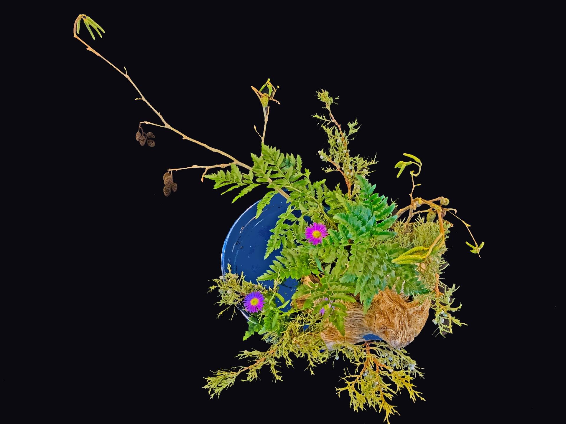 Moribana - Ikebana & SDSCOS