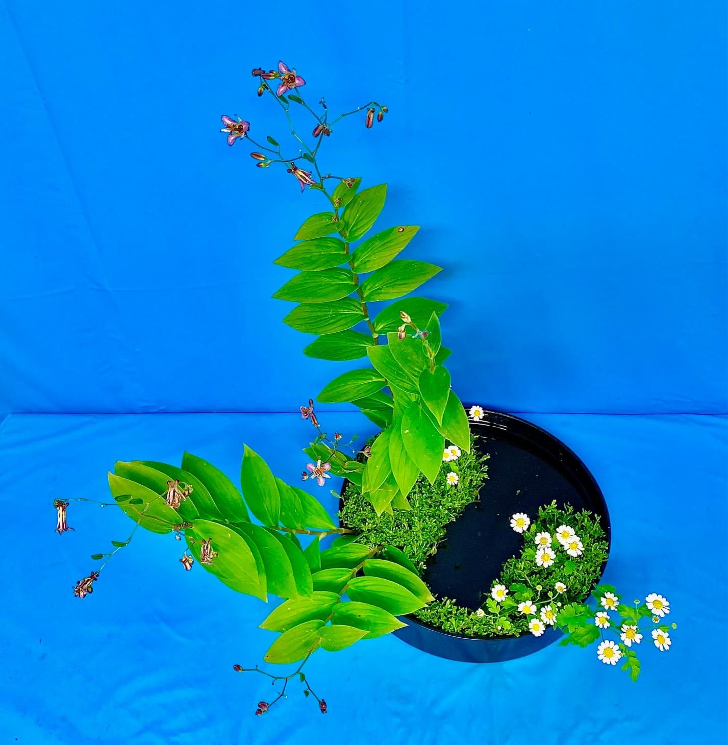 Moribana - Ikebana & SDSCOS