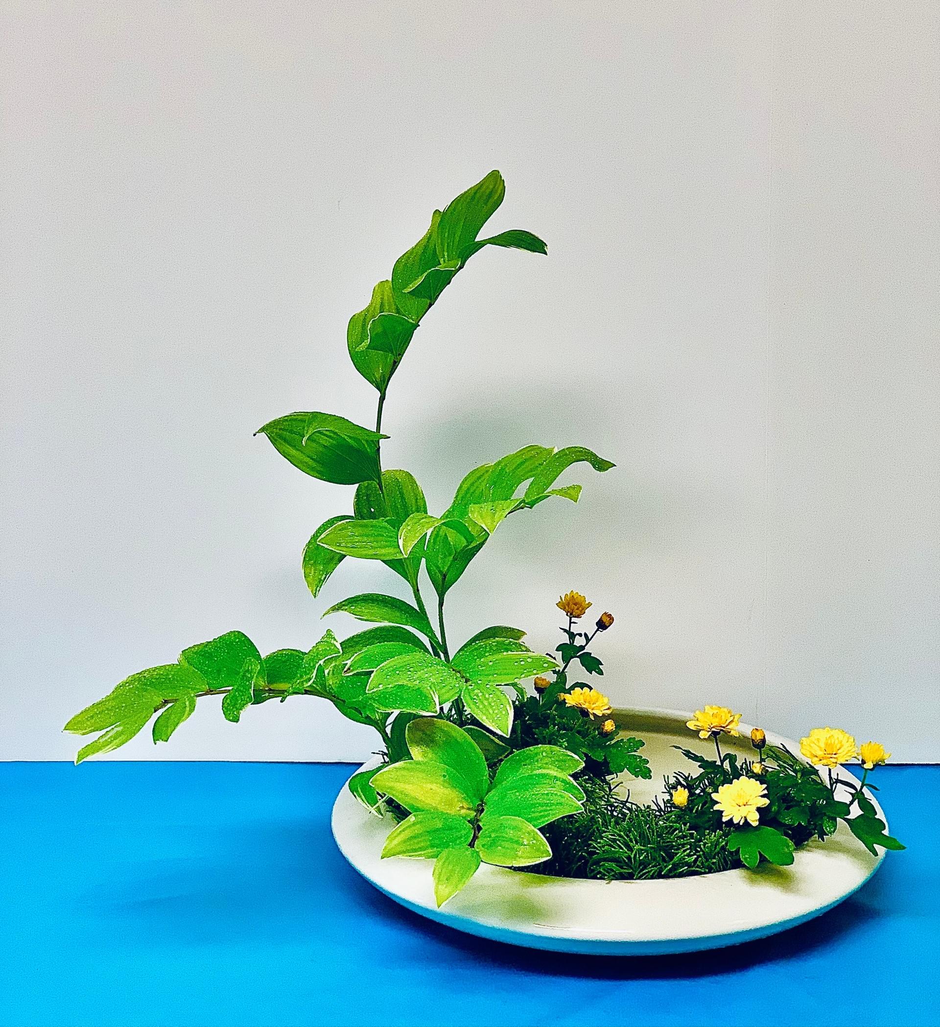 Moribana - Ikebana & SDSCOS