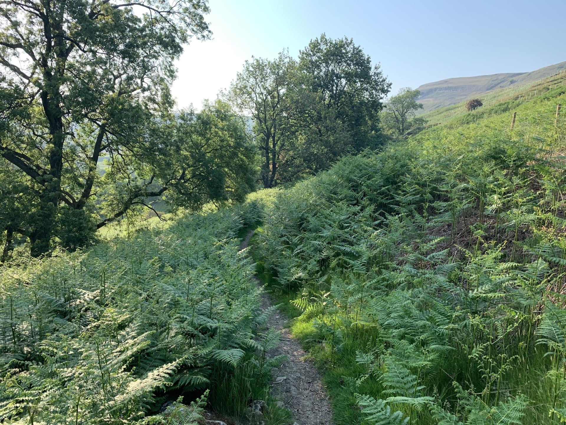 Heggs Farm Off-Grid Bothy, Wild Camping & Rewilding Project, Reeth ...