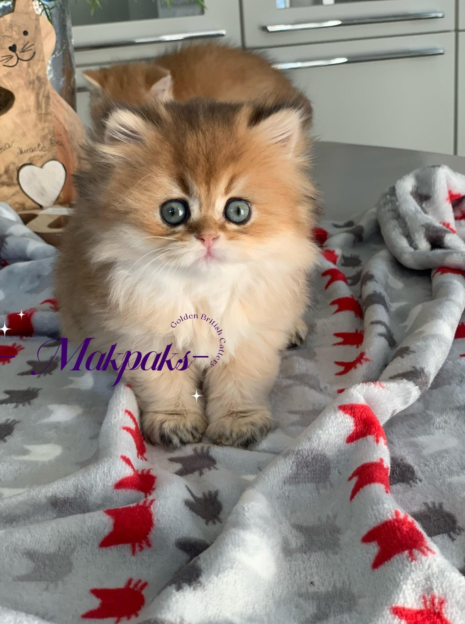 Makpaks cattery