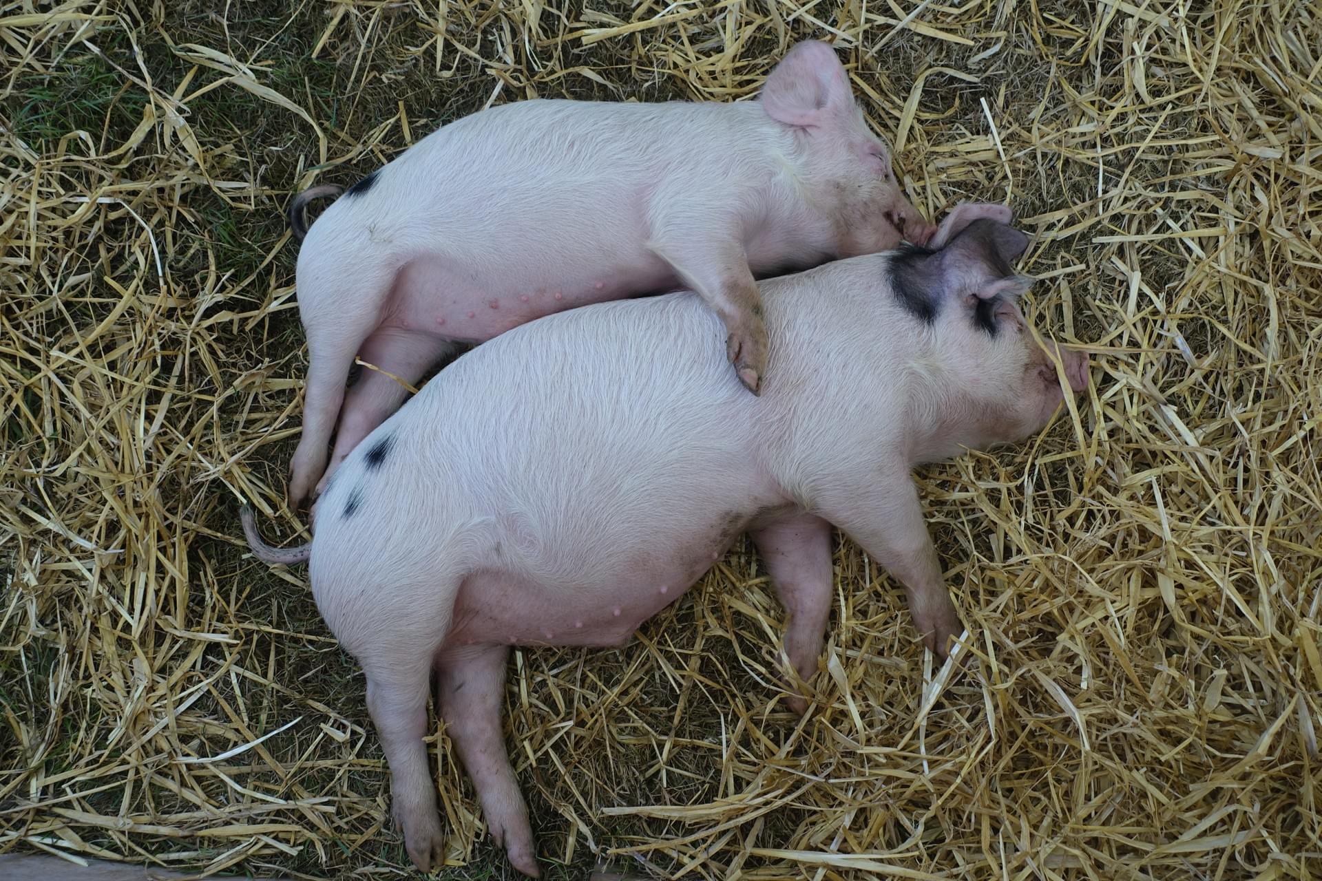 Animals - Tim's Site