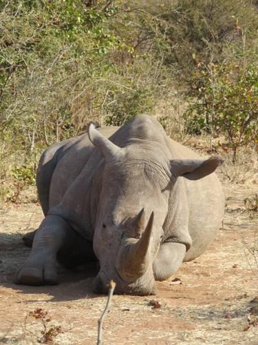Rhino walk - Victoria Falls | Livingstone | Nick Travel and Tours