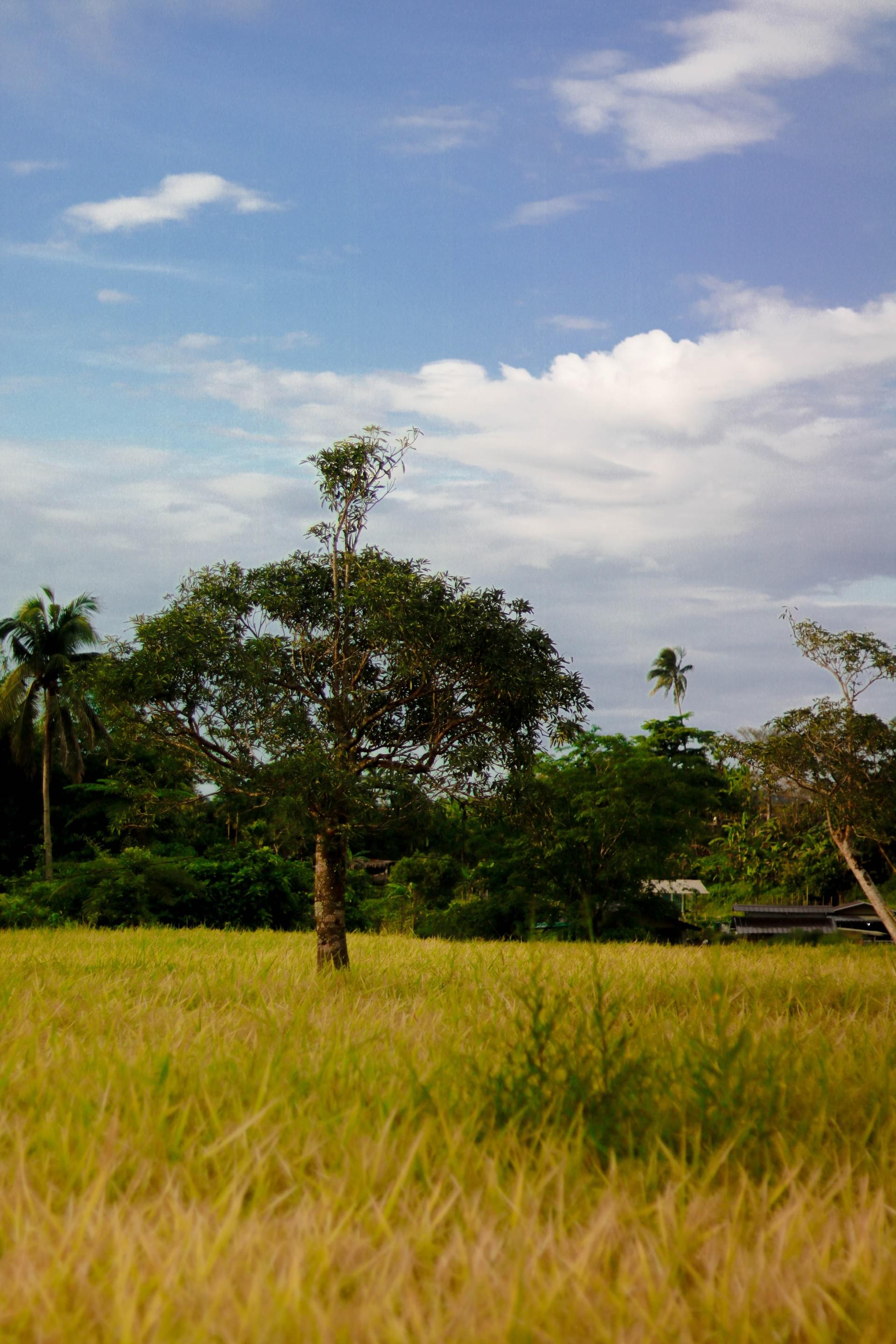 Samkara Restaurant and Garden Resort