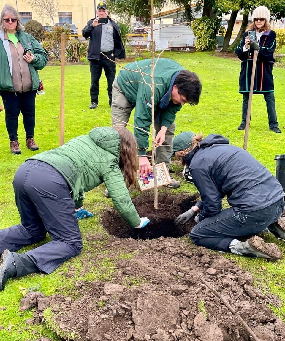 Peace Tree Project - Oregon Community Trees