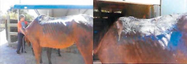 Krud Zapper, Original KrudZAPPER