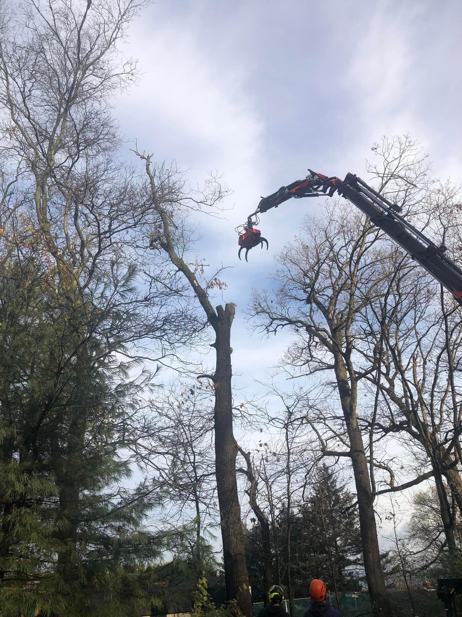 GALLERY - Woodys Tree Service